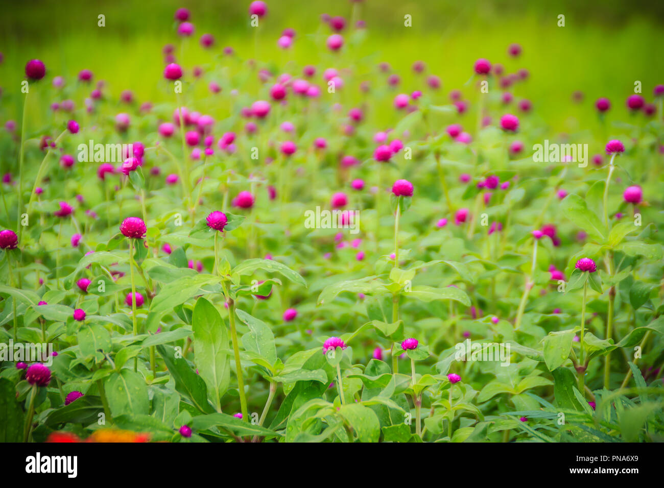 Colorful Gomphrena globosa flower on tree, also known as globe amaranth ...