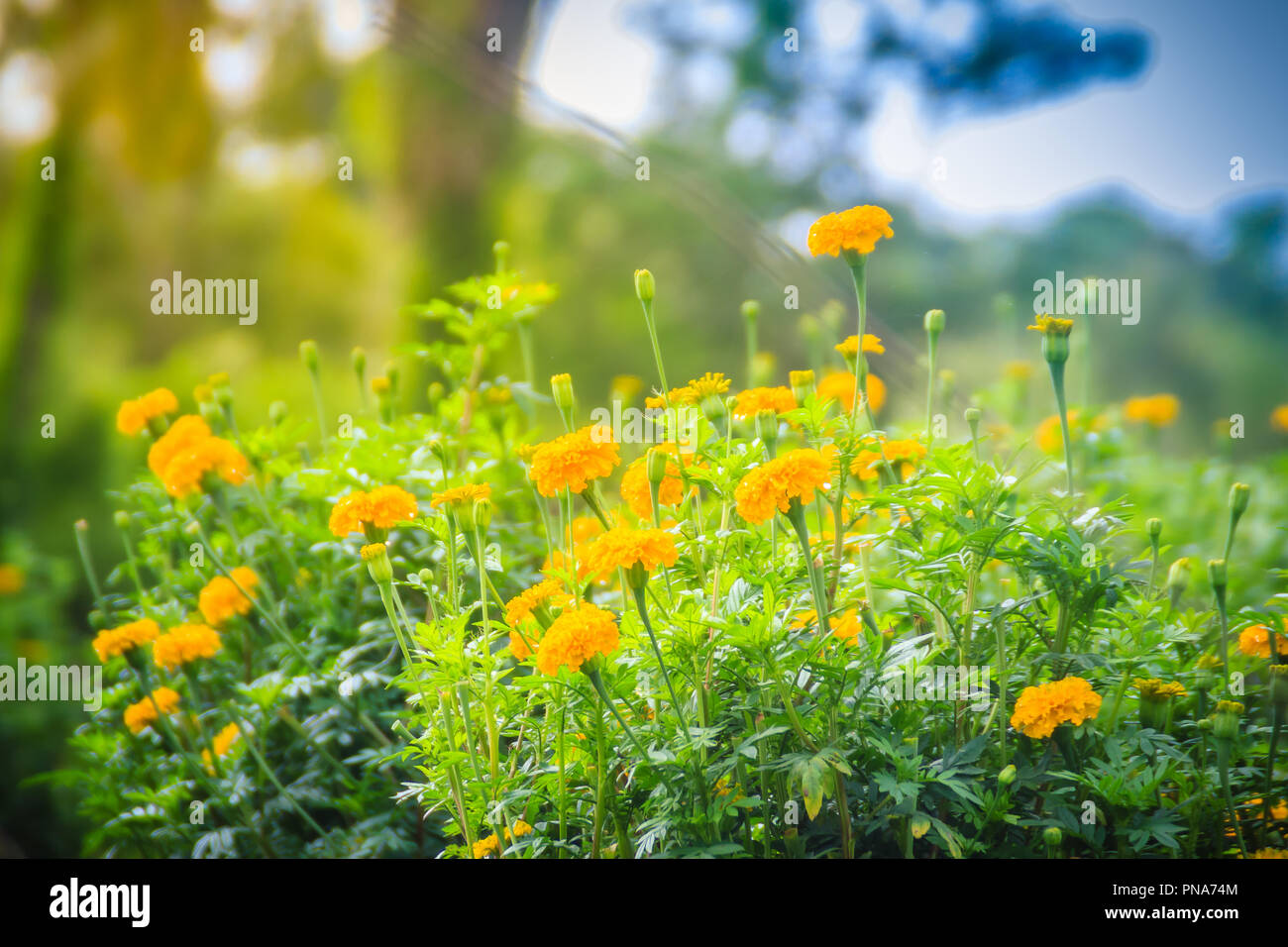 Bush of marigold tree growing with yellow flowers in the farm under ...