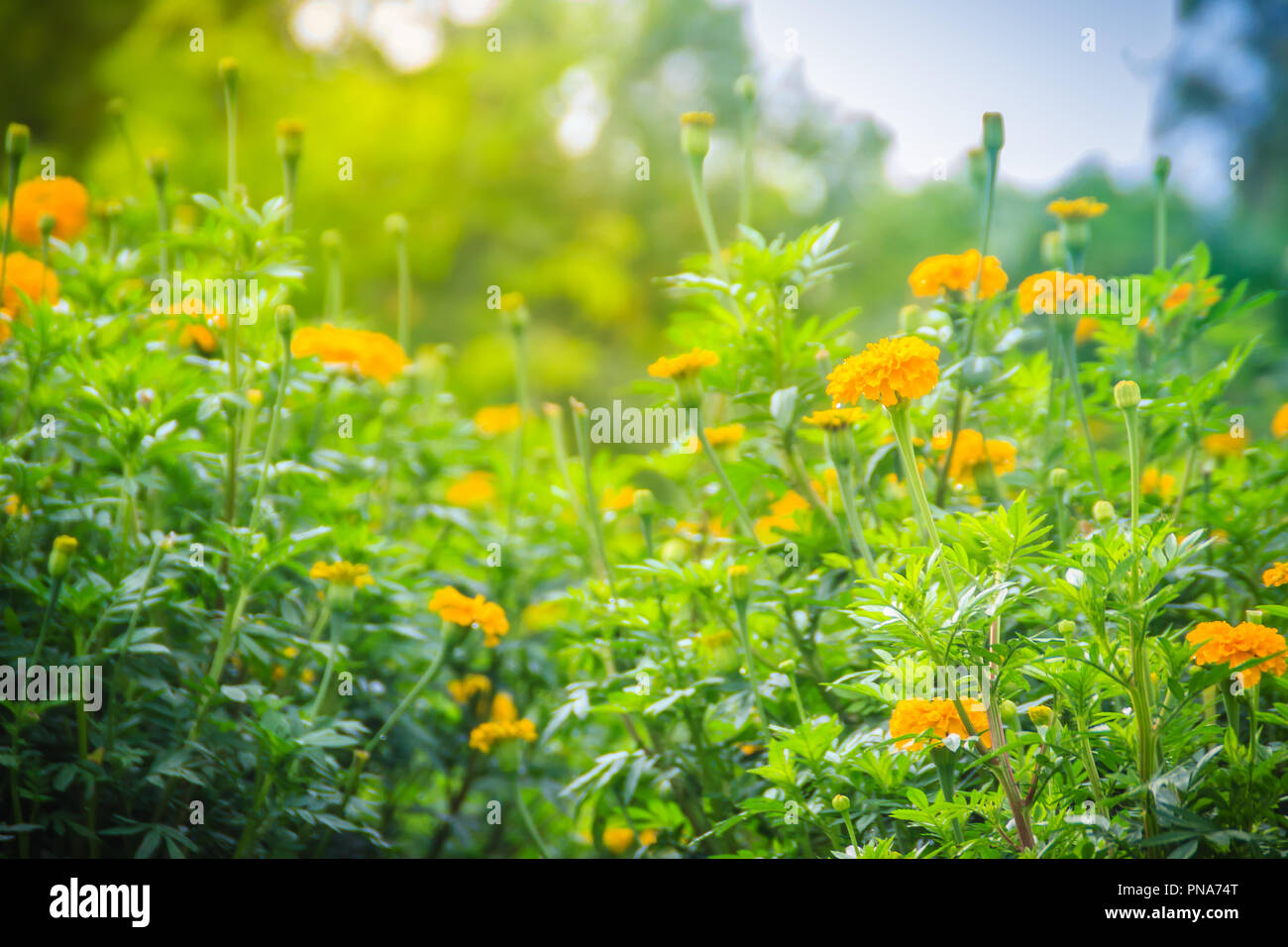 Bush of marigold tree growing with yellow flowers in the farm under ...
