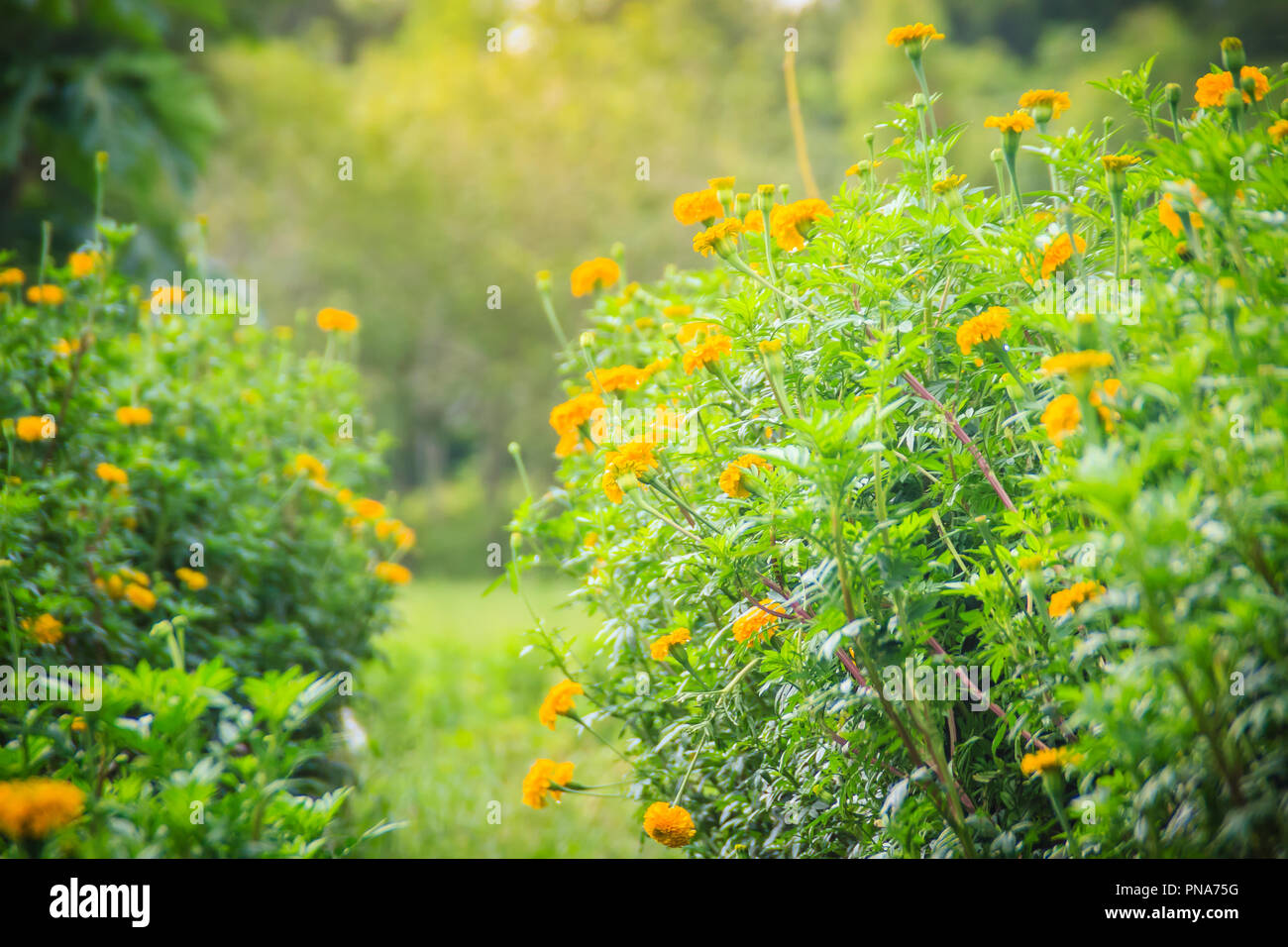 Bush of marigold tree growing with yellow flowers in the farm under ...