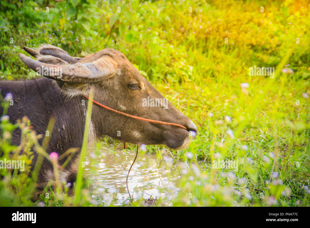 Black big water buffalo is relaxing in the swamp in the forest. Asian ...