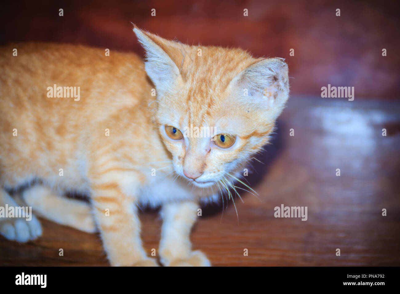 An abandoned homeless stray cat is begging for food. Look of stray cat ...