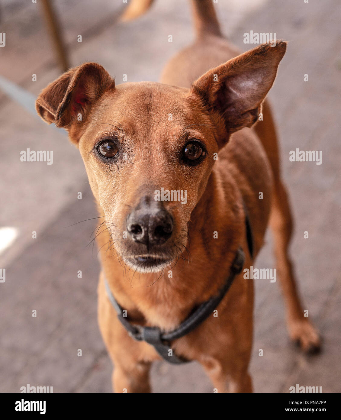 Dog of israel hi-res stock photography and images - Alamy