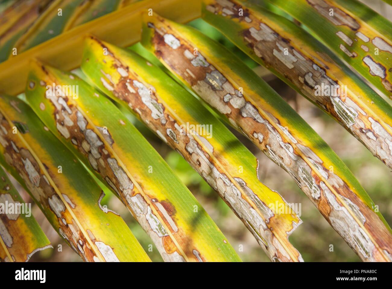 Damaged leaves hi-res stock photography and images - Alamy