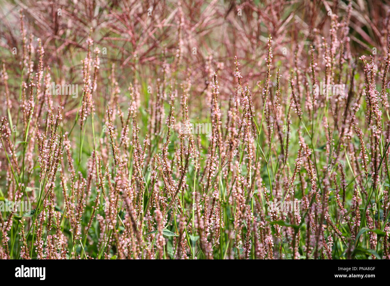 Persicaria amplexicaulis 'Rosea' with Miscanthus in the background ...