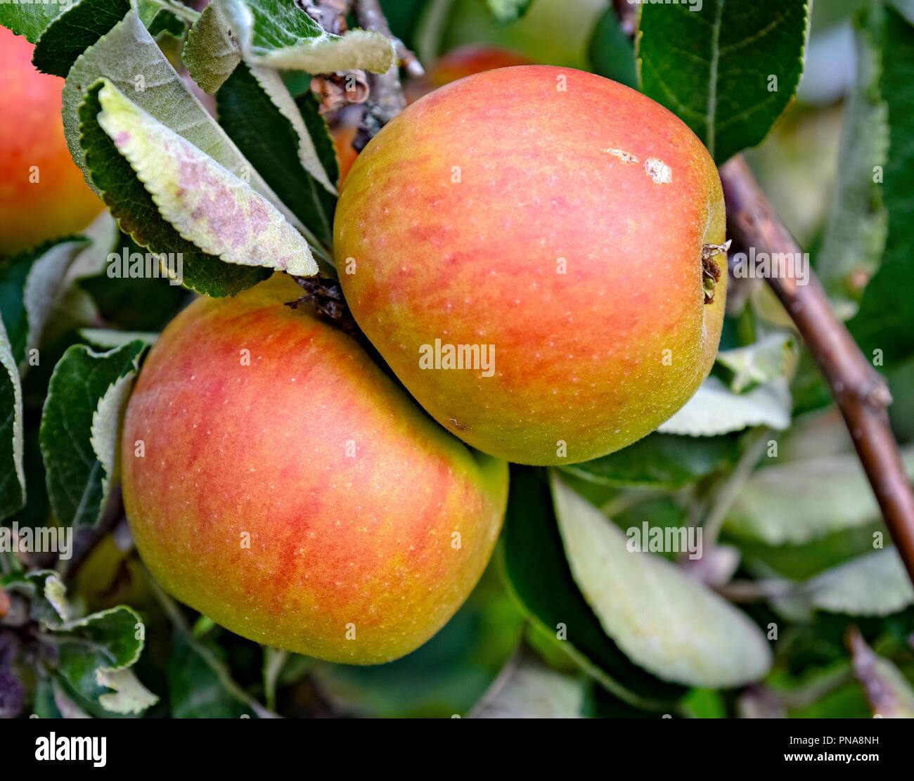 It is time for apples Stock Photo - Alamy