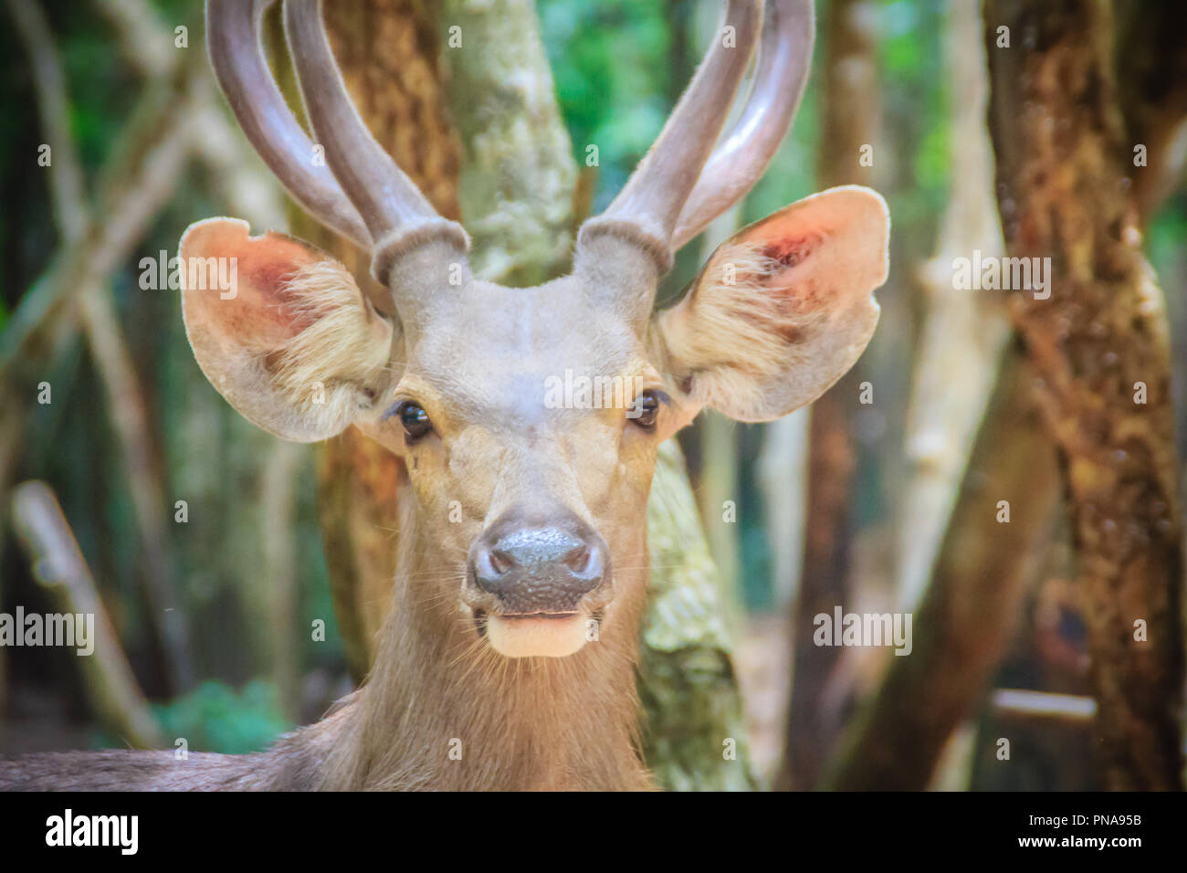 Barasingha cervus duvaucelii hi-res stock photography and images - Alamy