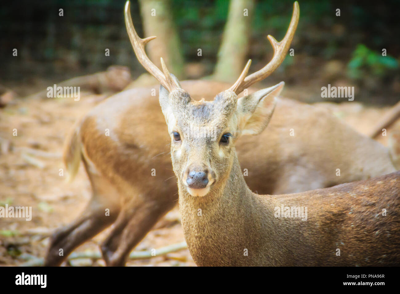 Cute Indian hog deer (Hyelaphus porcinus), a small deer whose habitat ...