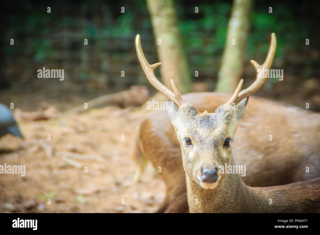 One hog deer hi-res stock photography and images - Alamy