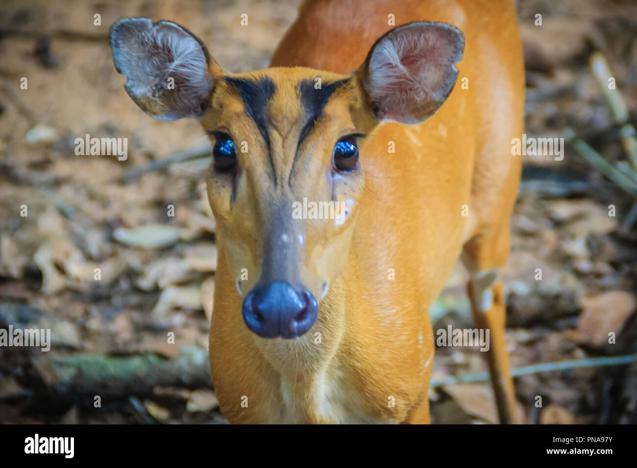 A cute Indian muntjac (Muntiacus muntjak), also called red muntjac and ...