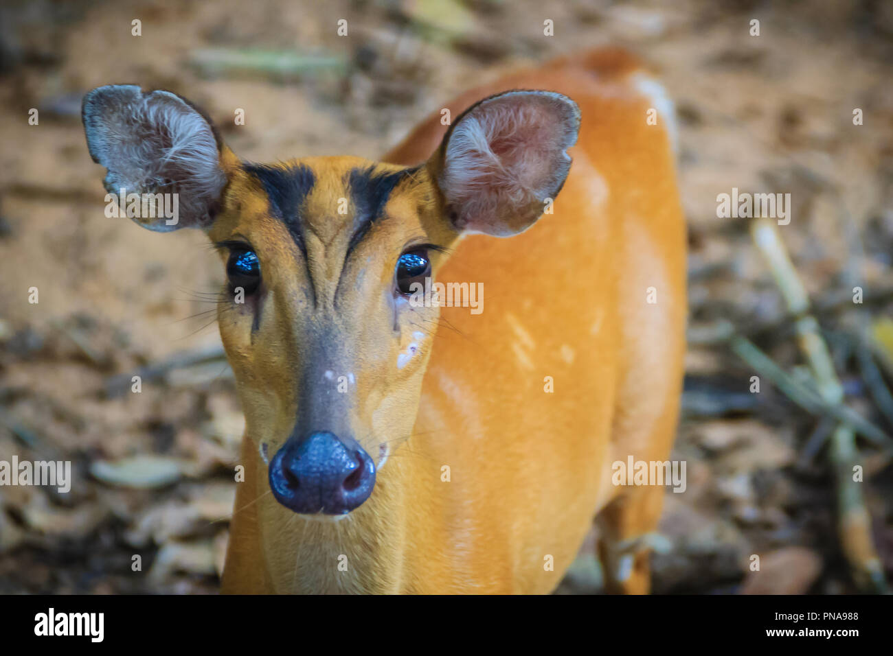 A cute Indian muntjac (Muntiacus muntjak), also called red muntjac and ...