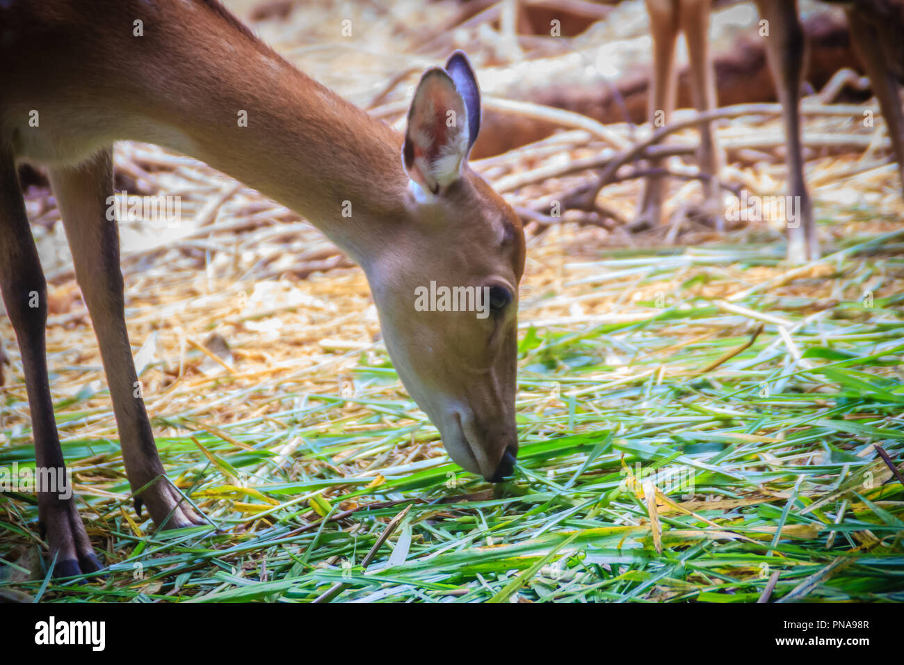 Cute chital or cheetal (Axis axis), also known as spotted deer or axis ...