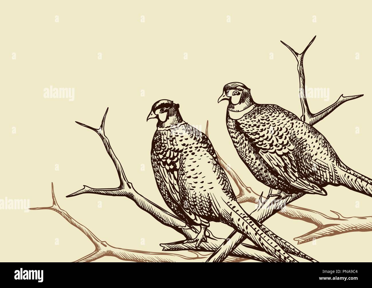 Pheasant drawing hi-res stock photography and images - Alamy