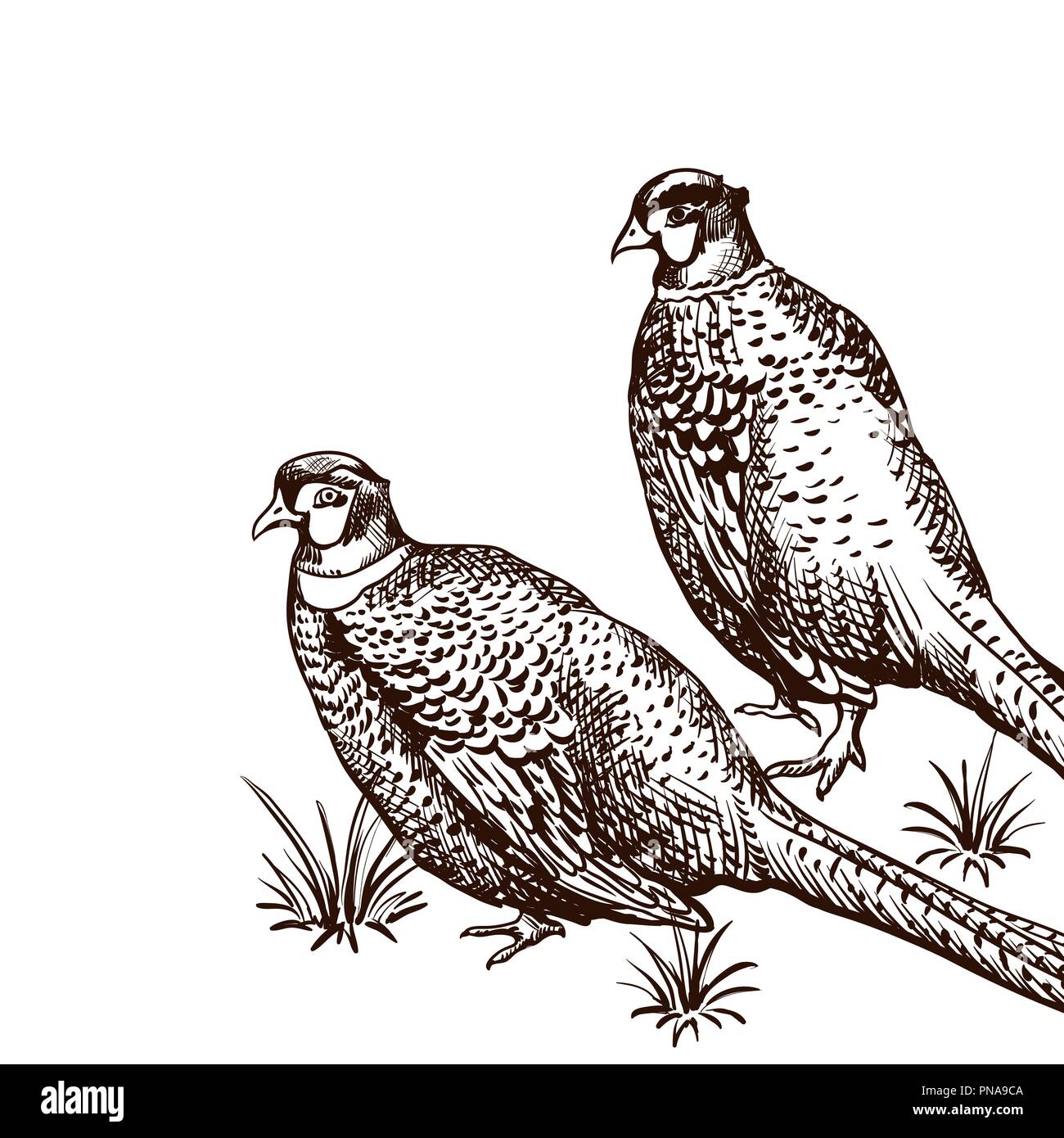 Pheasant bird illustration Cut Out Stock Images & Pictures - Alamy