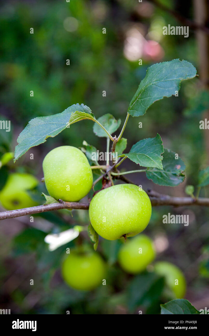 Close up view of the tree branch with organic apple on branch, fruits ...
