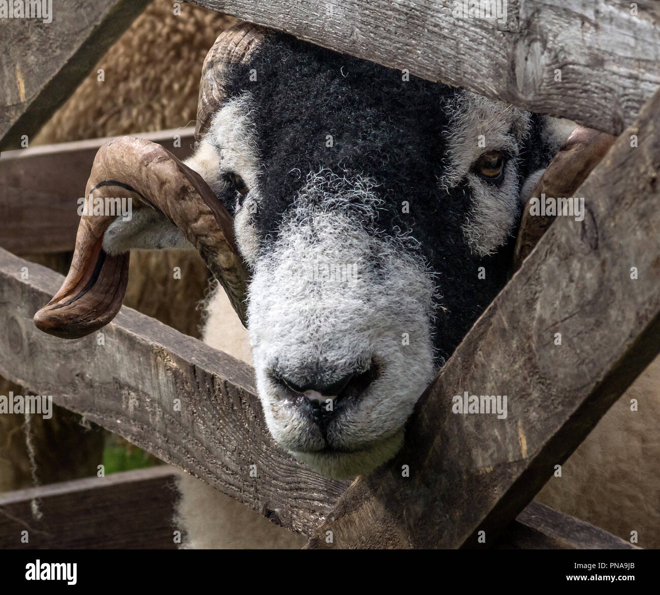 Swaledale tup hi-res stock photography and images - Alamy