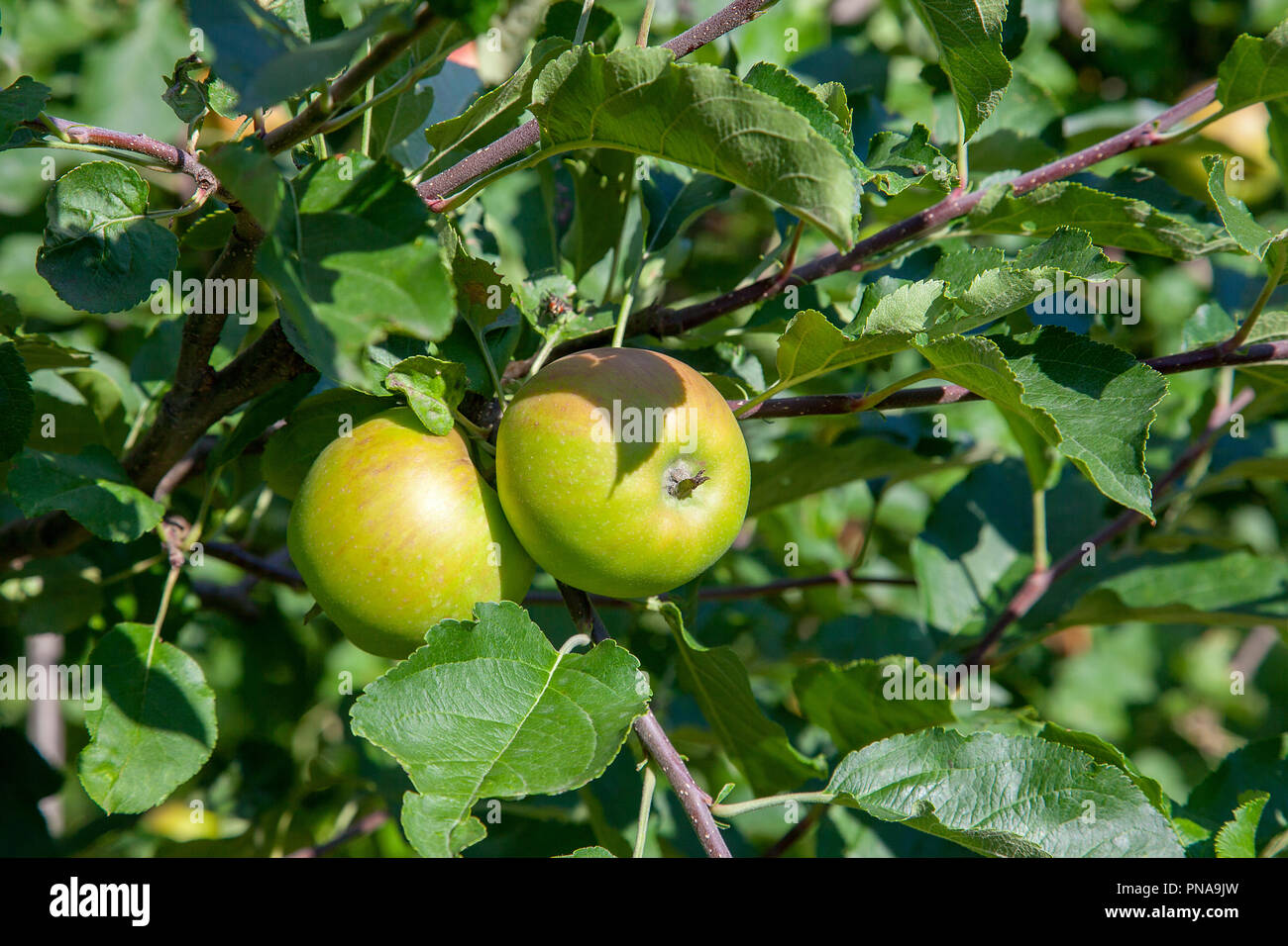 Close up view of the tree branch with organic apple on branch, fruits ...