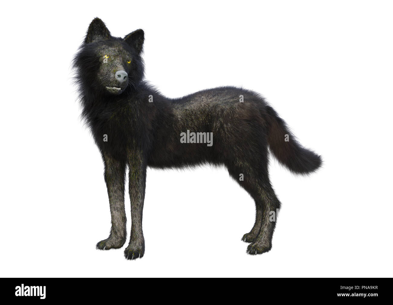 3D rendering of a black wolf isolated on white background Stock Photo ...