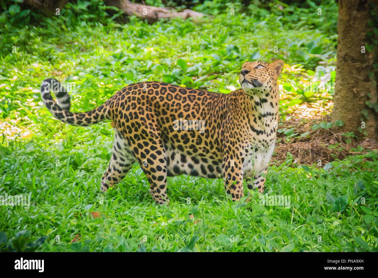 Leopard Grass Run Closeup Of Indian Wild Male Leopard Or Panther In