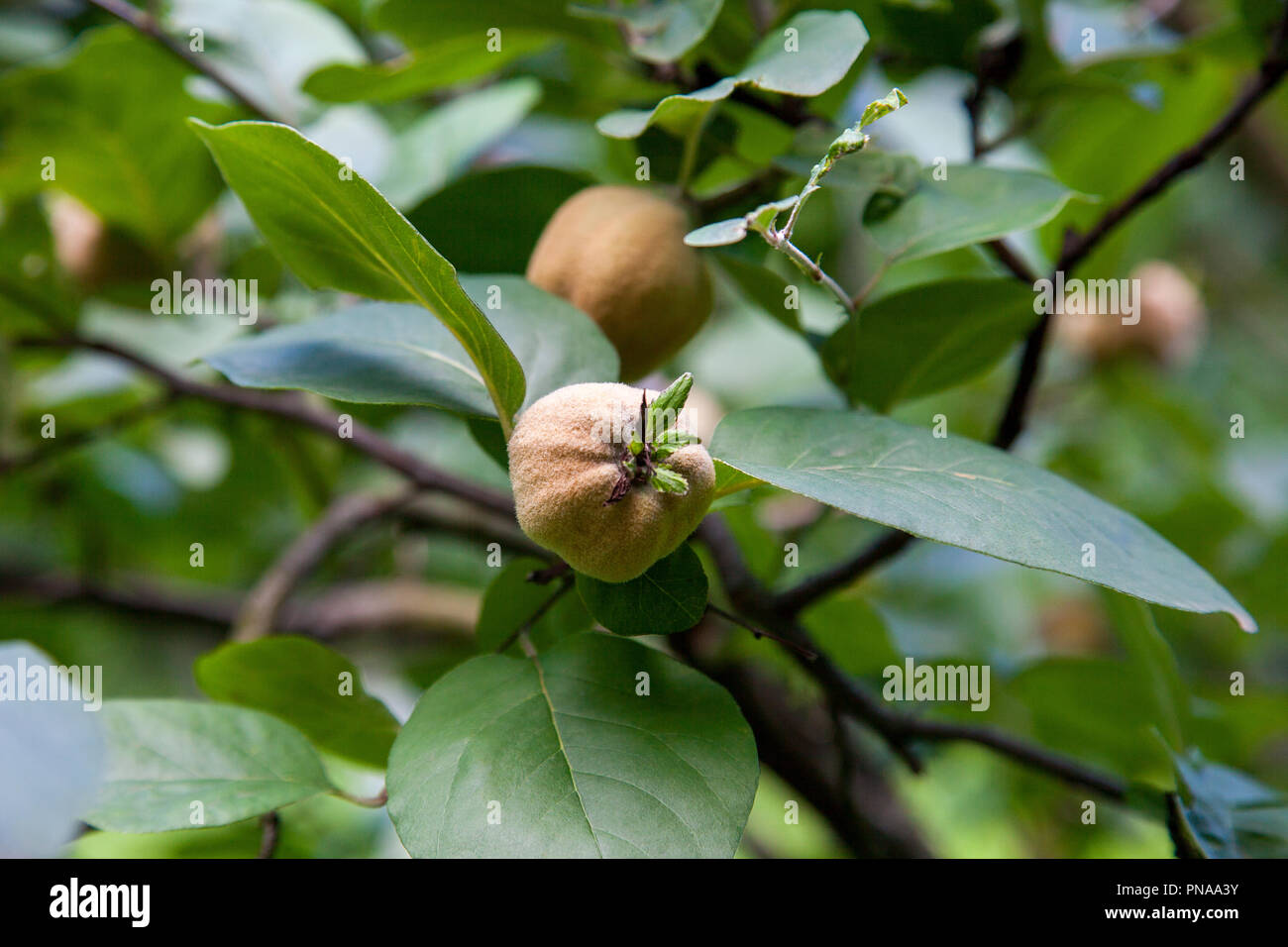 Organic apple quince in the garden. Close up view of apple quince ...