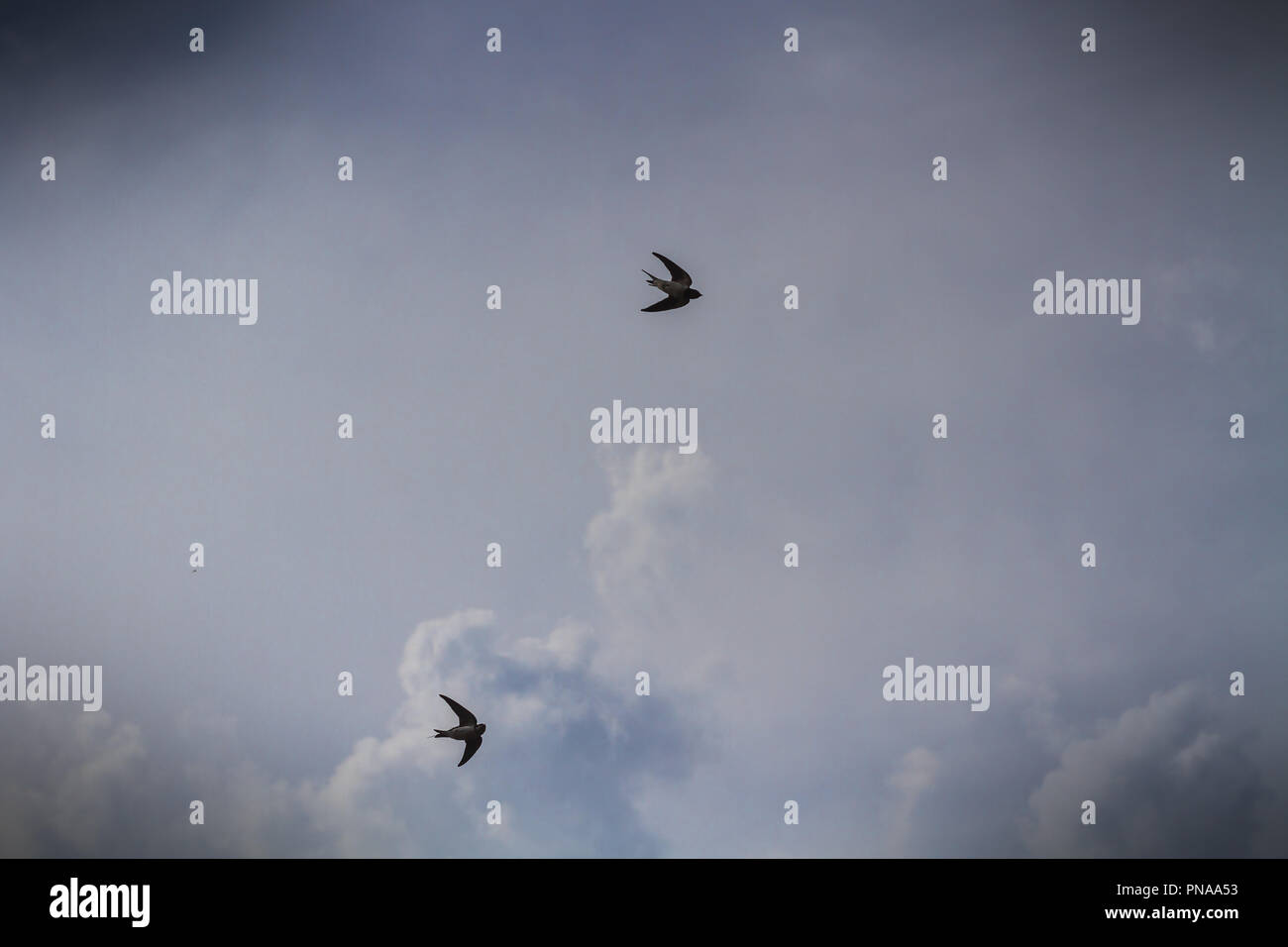 Two barn swallows (Hirundo rustica) during summer in Norway Stock Photo ...