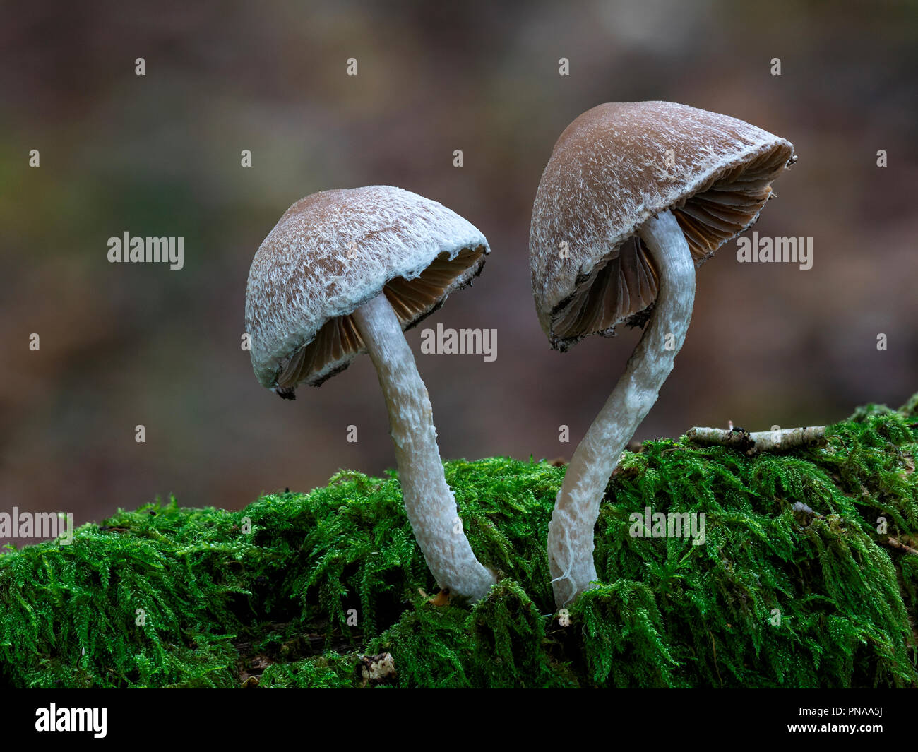 Cortinarius fungus hi-res stock photography and images - Alamy