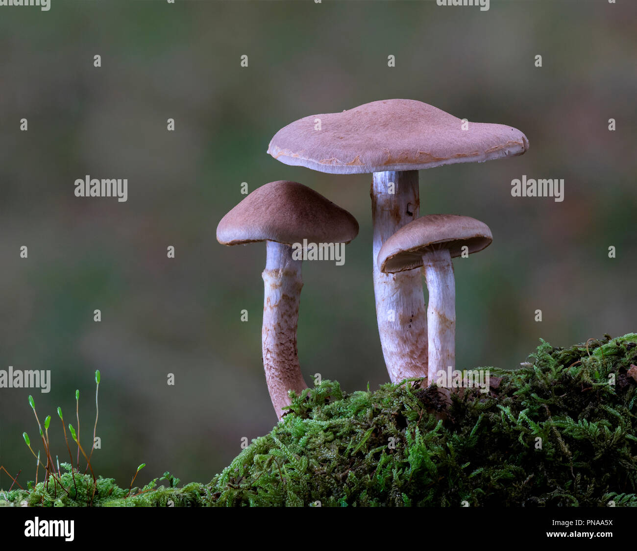 Cortinarius hi-res stock photography and images - Alamy