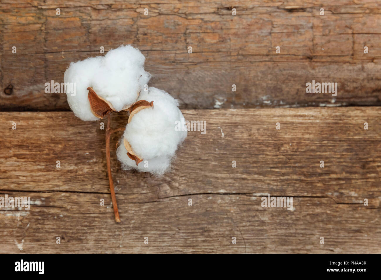 Beautiful white cotton flowers on rustic old vintage wooden flat lay ...
