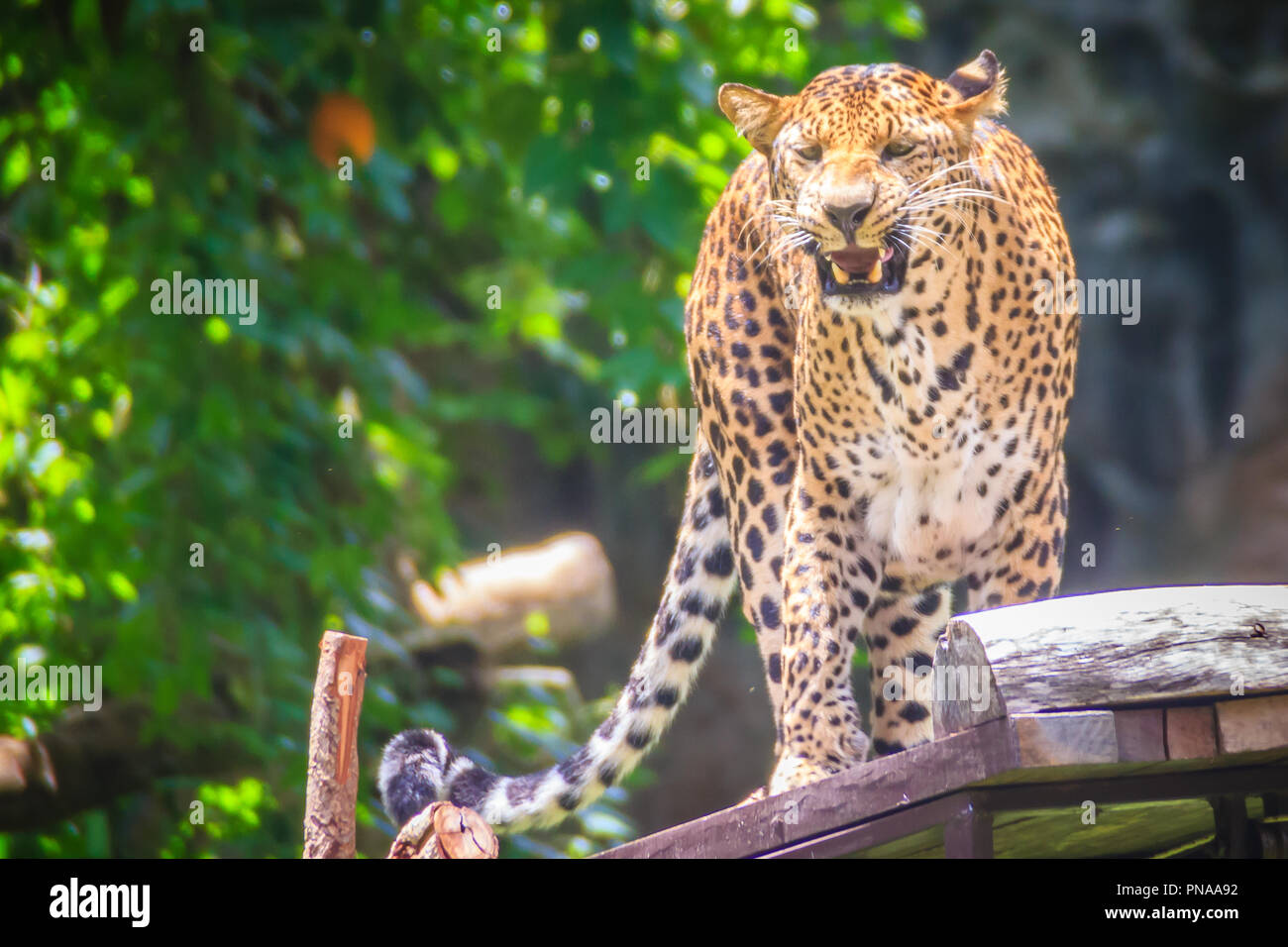 Angry leopard (Panthera pardus) is roaring on the scaffold on the trees ...