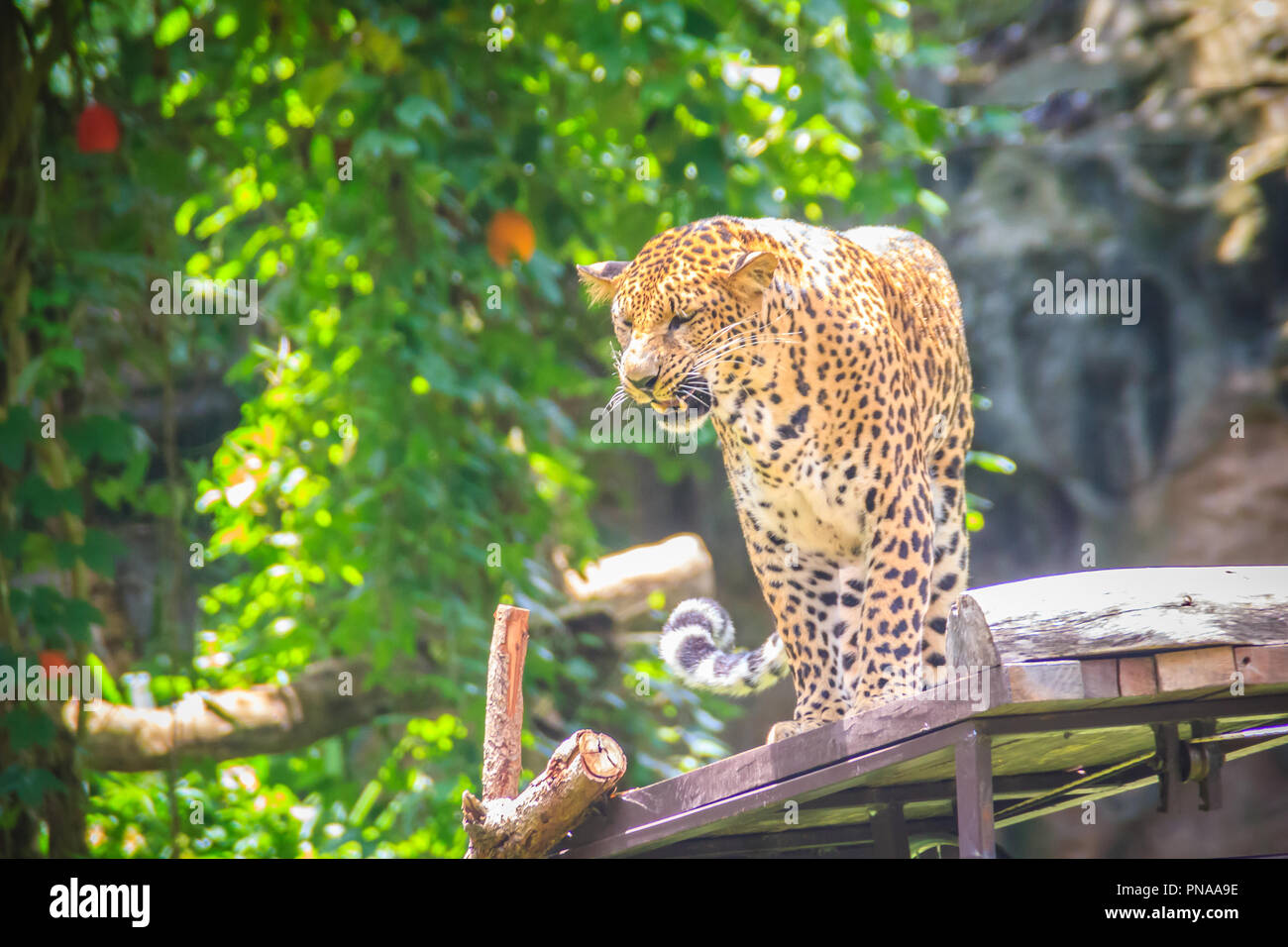 Angry leopard (Panthera pardus) is roaring on the scaffold on the trees ...