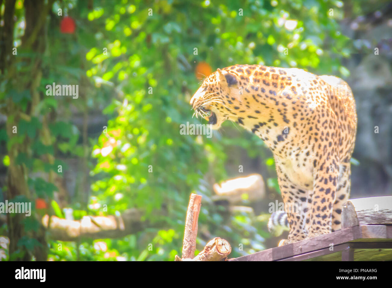 Angry leopard (Panthera pardus) is roaring on the scaffold on the trees ...