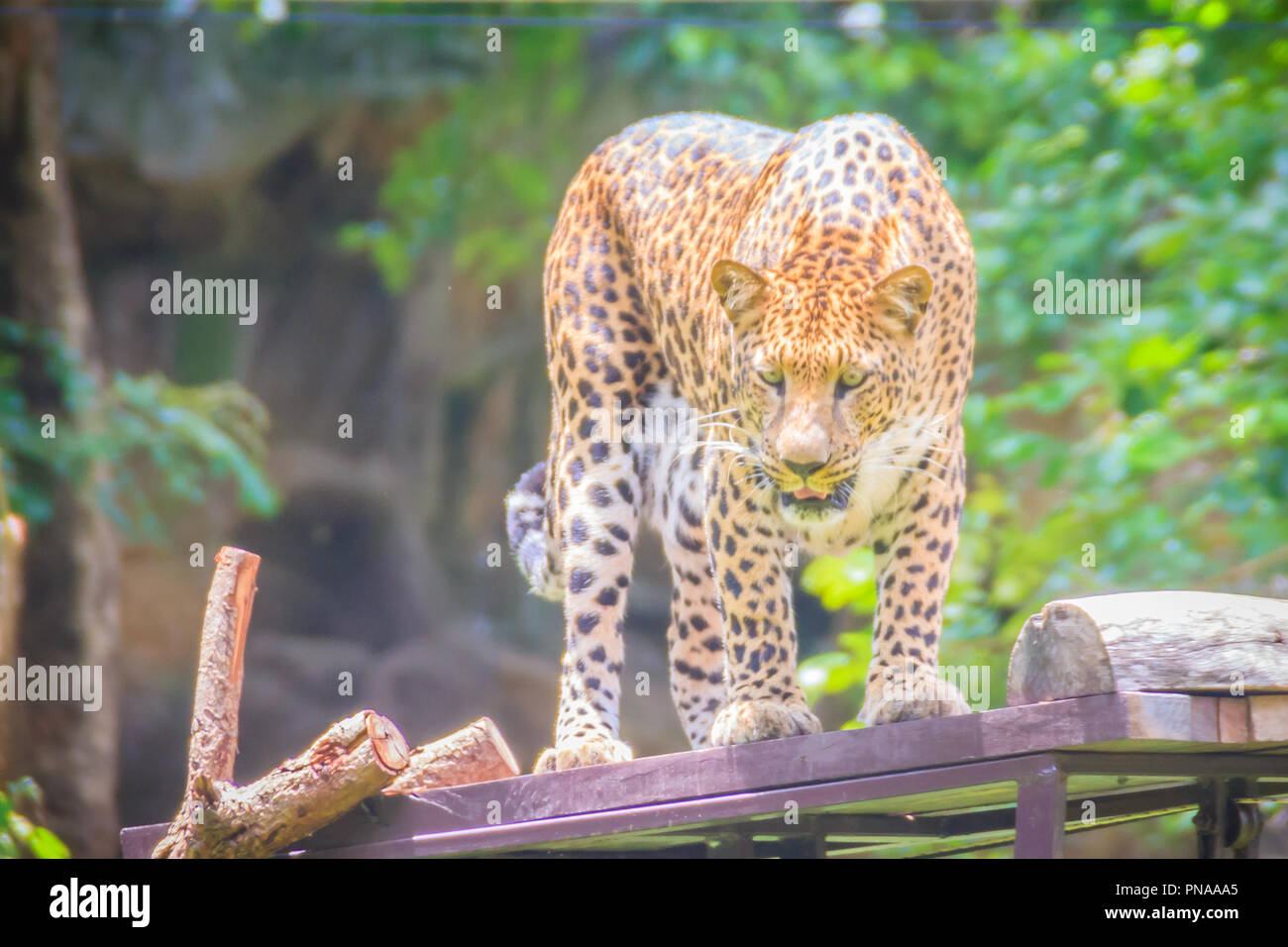 Angry leopard (Panthera pardus) is roaring on the scaffold on the trees ...