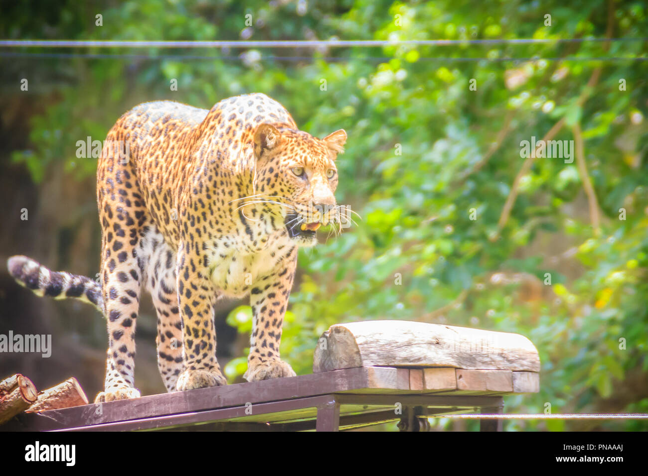 Angry leopard (Panthera pardus) is roaring on the scaffold on the trees ...