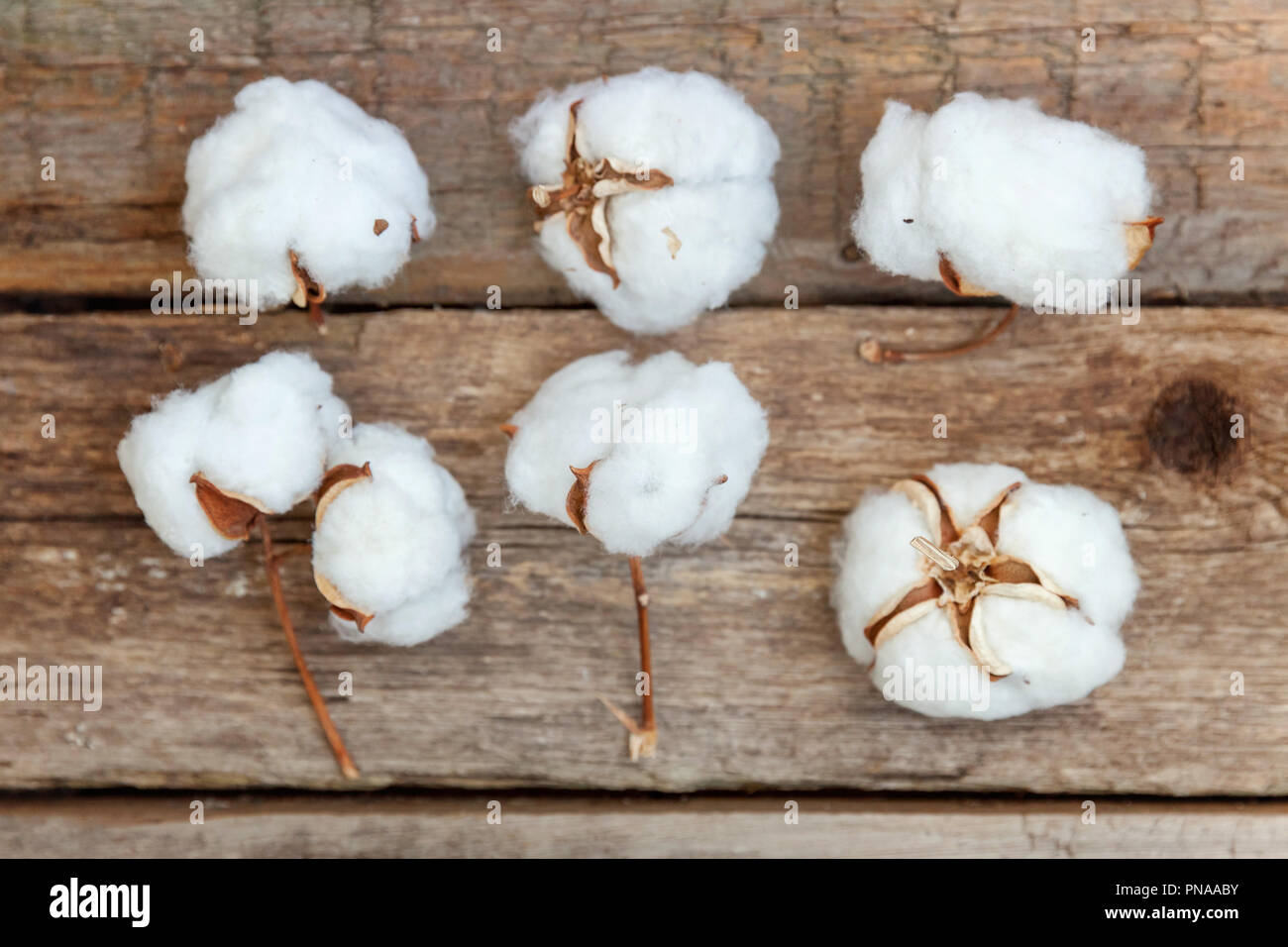 Beautiful white cotton flowers on rustic old vintage wooden flat lay ...
