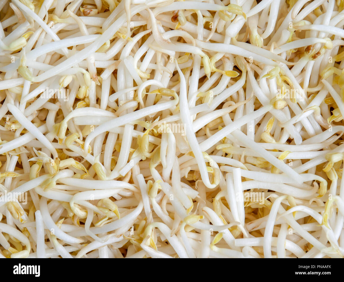 food background texture mung bean sprout Stock Photo - Alamy
