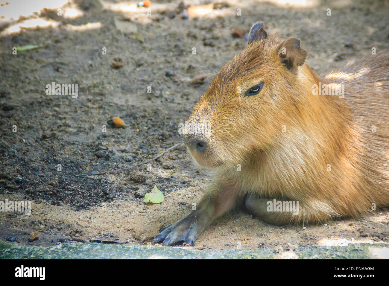 A cute capybara (Hydrochoerus hydrochaeris), the largest living rodent ...