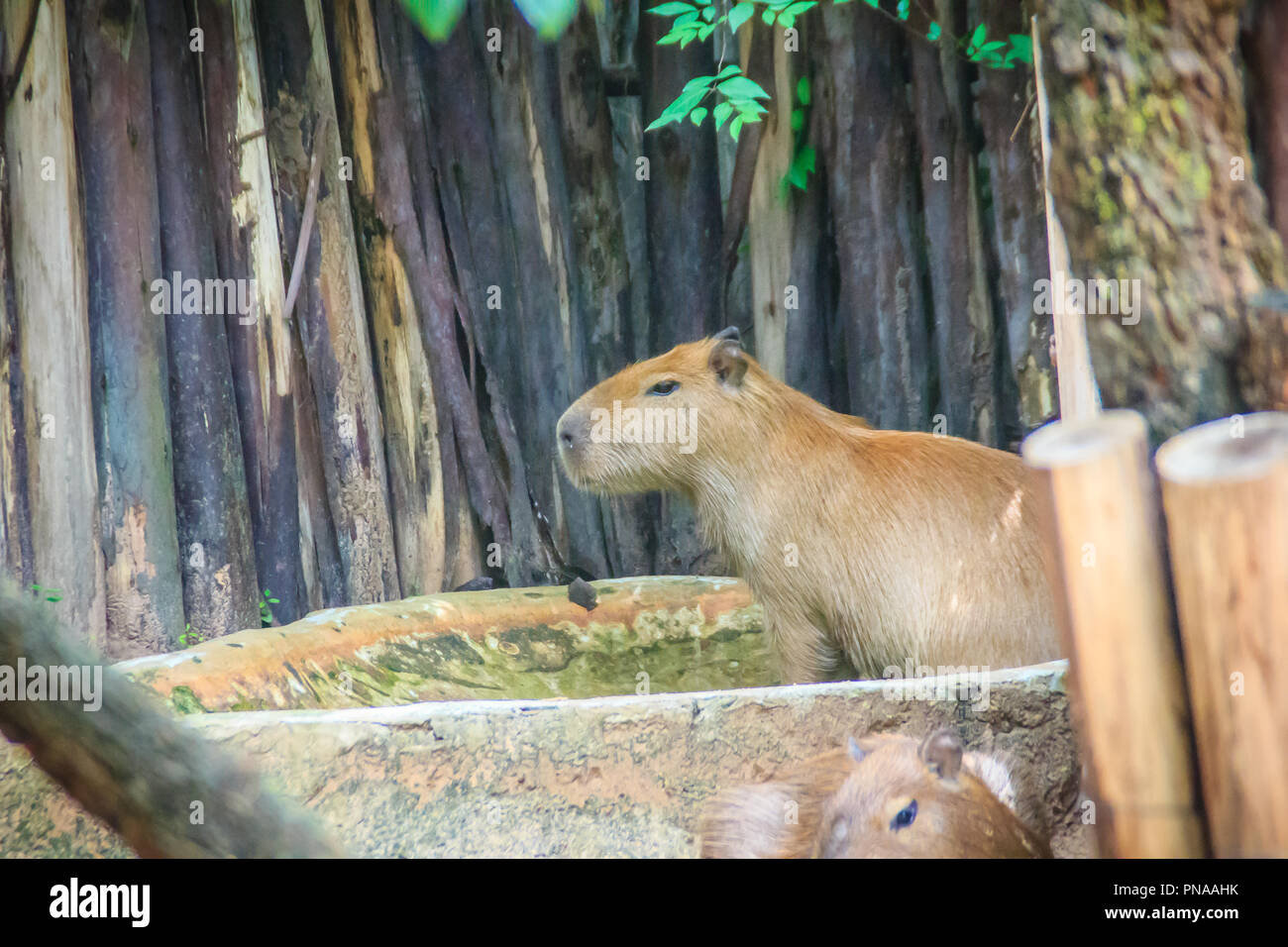 A cute capybara (Hydrochoerus hydrochaeris), the largest living rodent ...