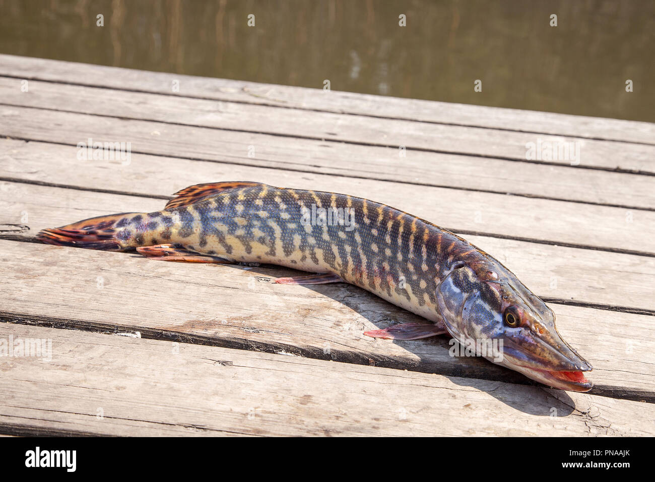 Freshwater Northern pike fish know as Esox Lucius lying on vintage ...