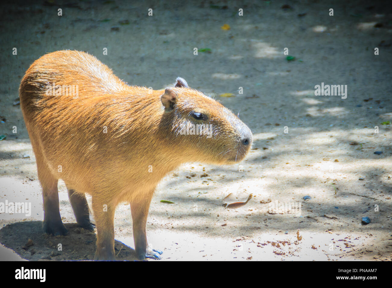 A cute capybara (Hydrochoerus hydrochaeris), the largest living rodent ...