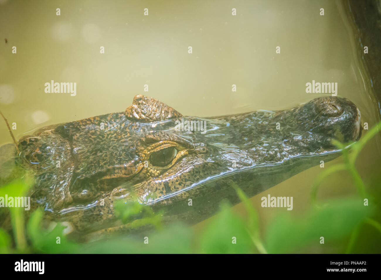 Big and frightening eye of a Caiman (Caimaninae) crocodile staying in ...