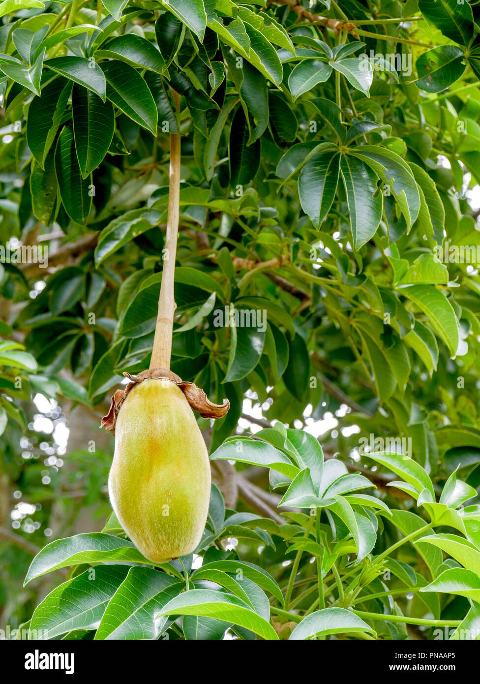 Baobab seed pod hi-res stock photography and images - Alamy