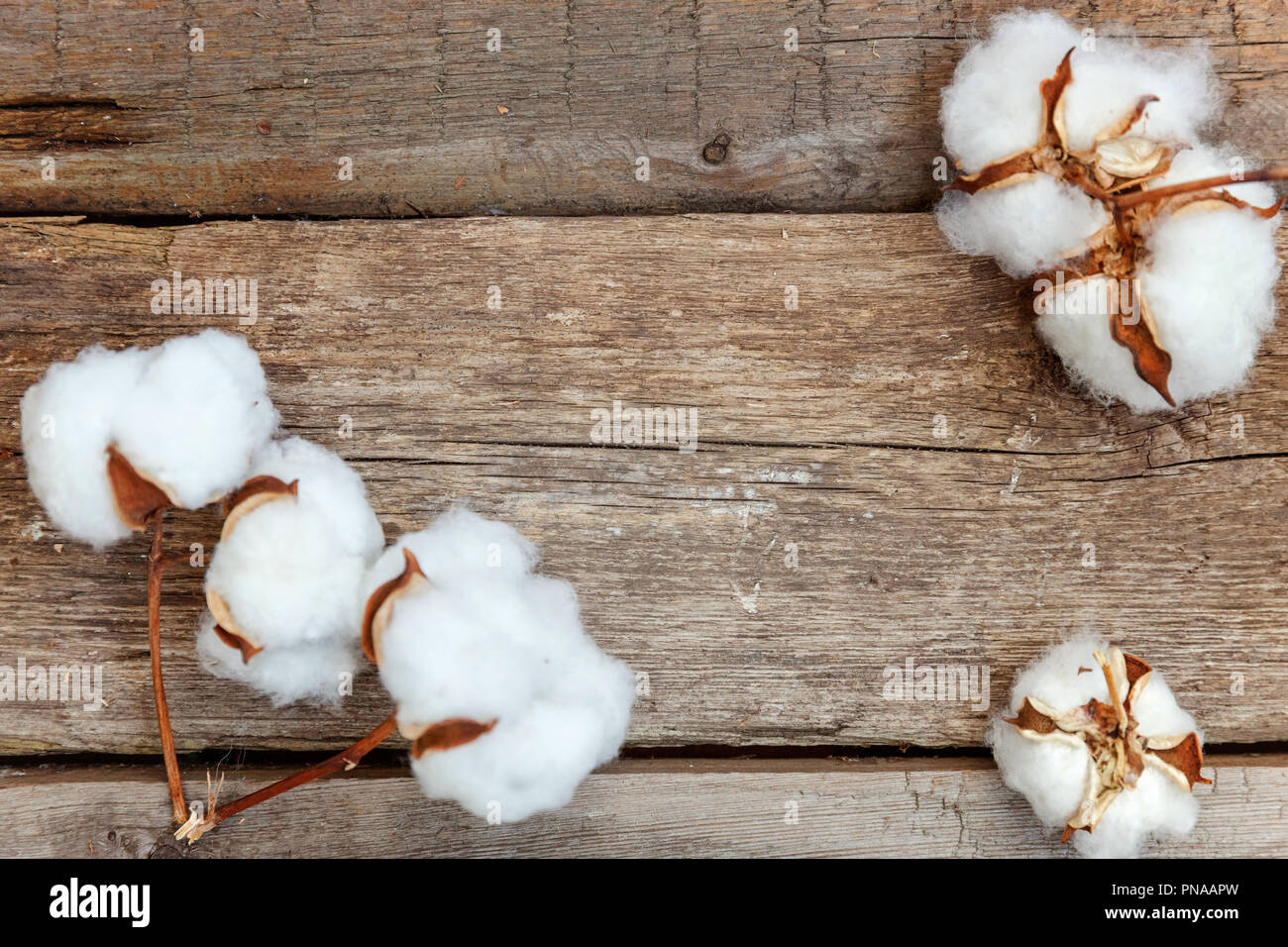 Beautiful white cotton flowers on rustic old vintage wooden flat lay ...