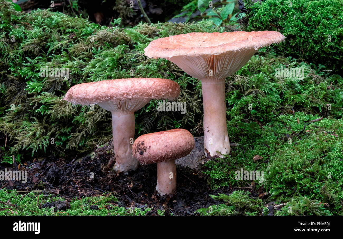 Lactarius lactarius hi-res stock photography and images - Alamy