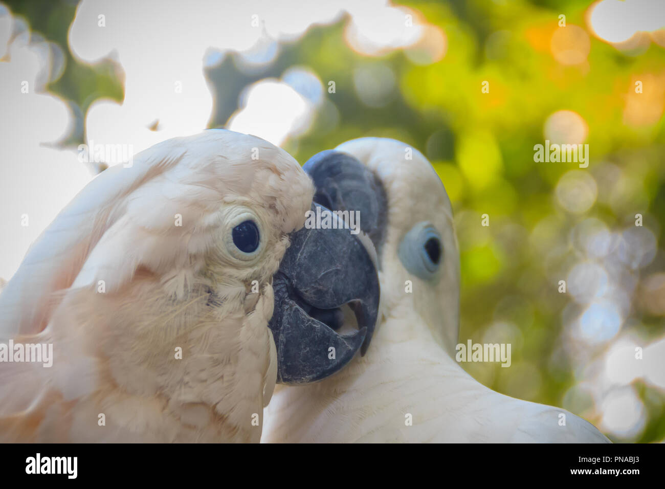 Lovely couple of cockatoos. Cute couple white cockatoos kissing and ...