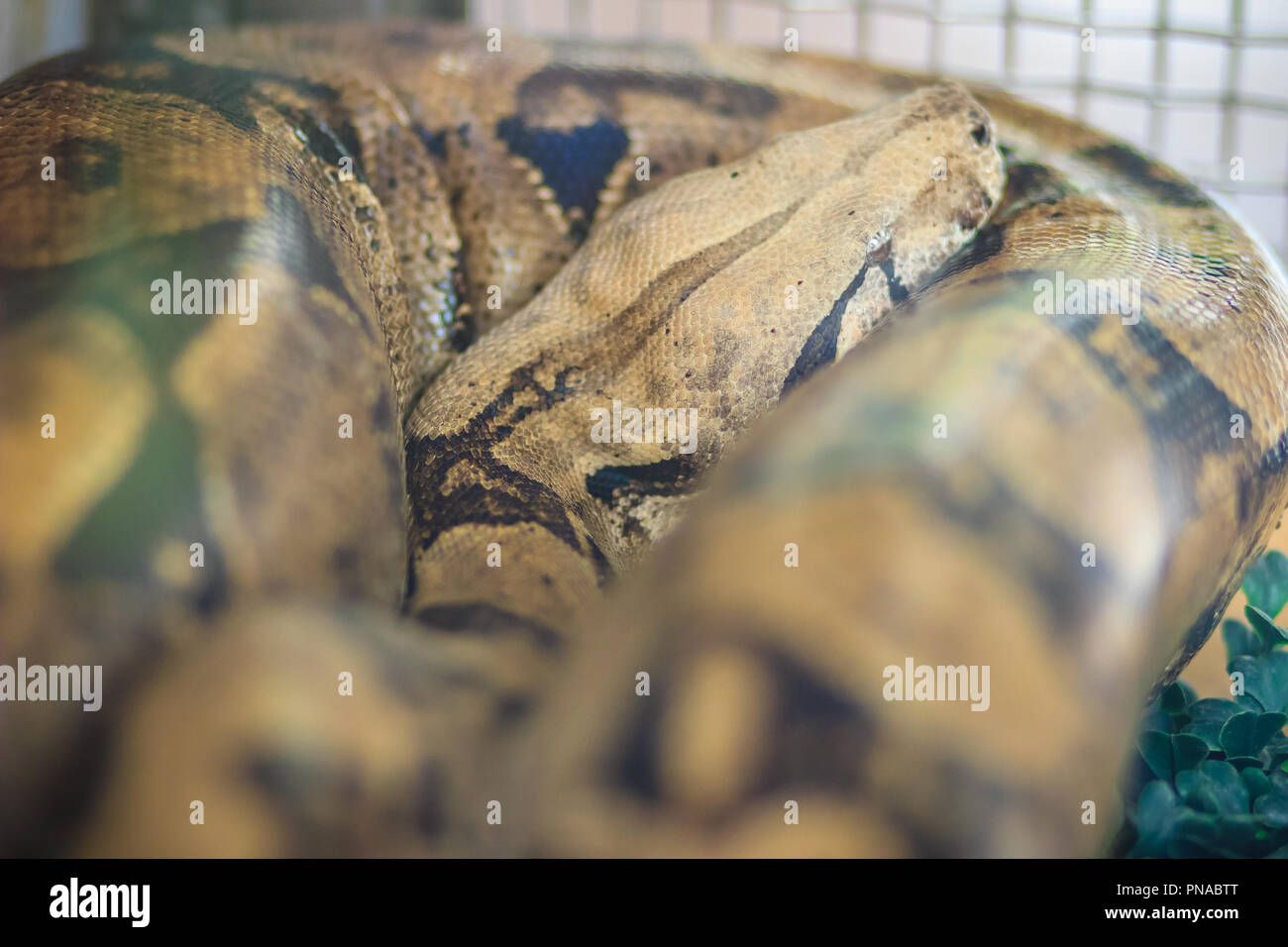 The boa constrictor, also called the red-tailed boa or the common boa ...