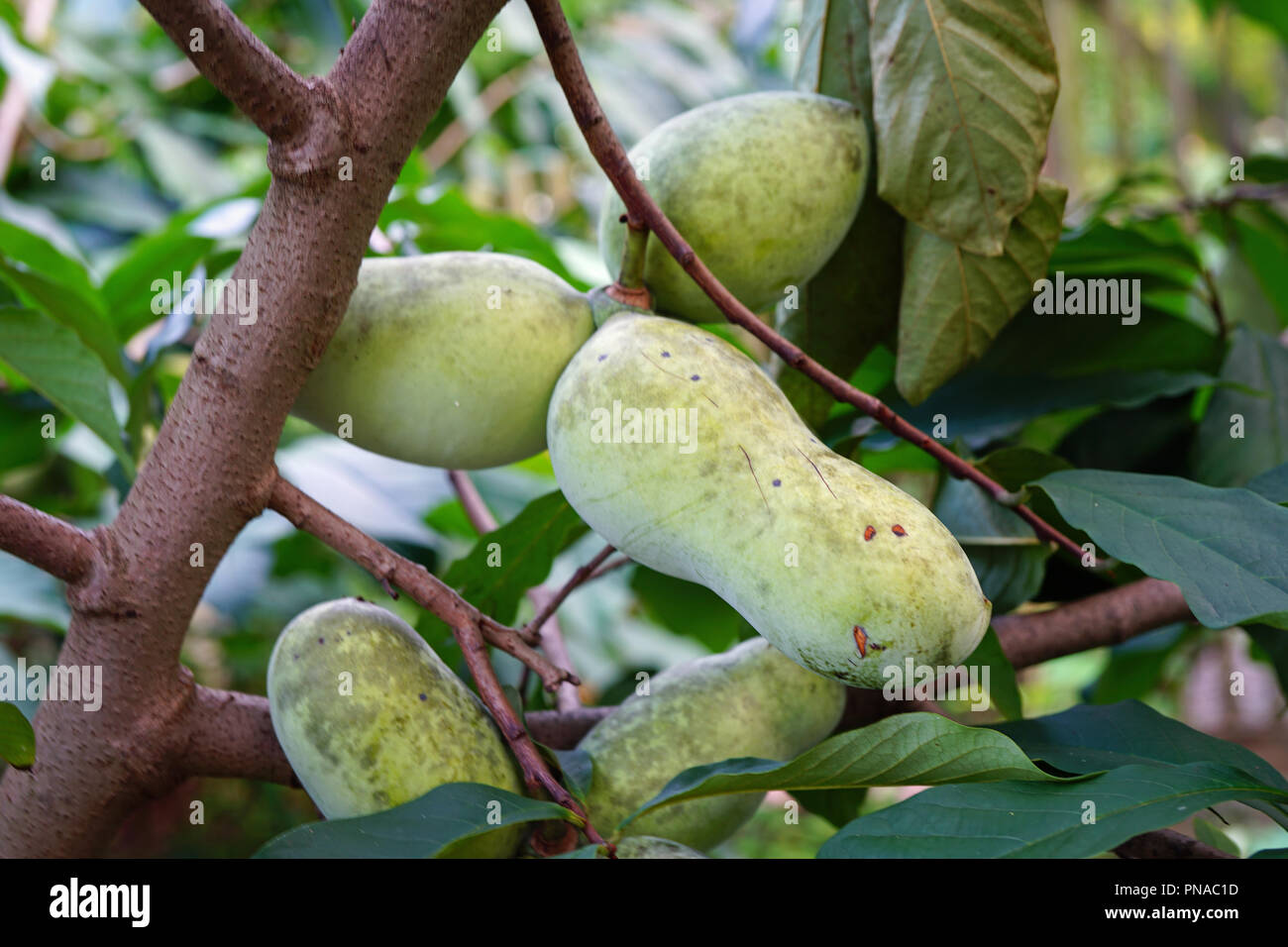 Fruit of the common pawpaw (asimina triloba) growing on a tree Stock ...