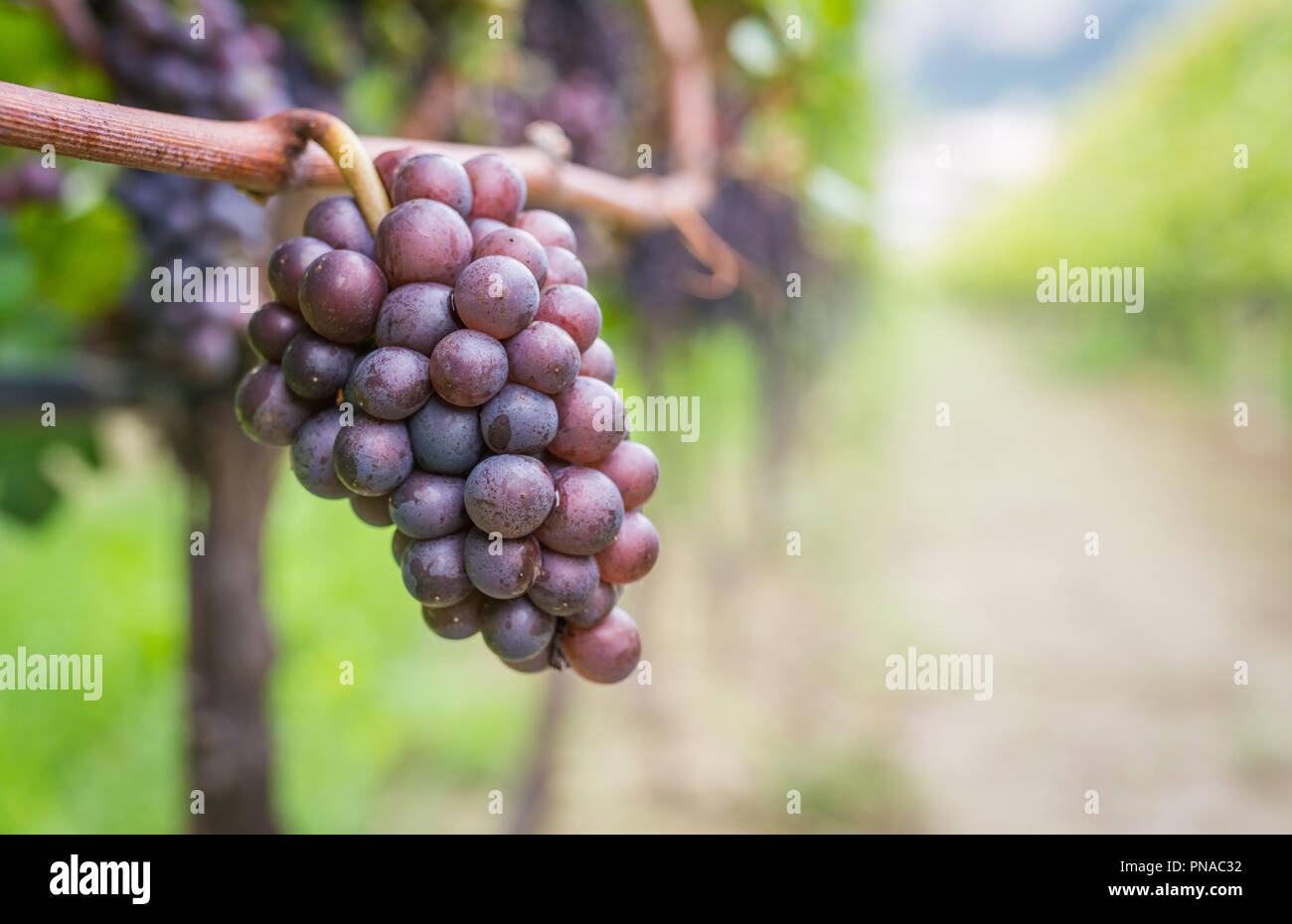 Pinot grigio grapes hi-res stock photography and images - Alamy
