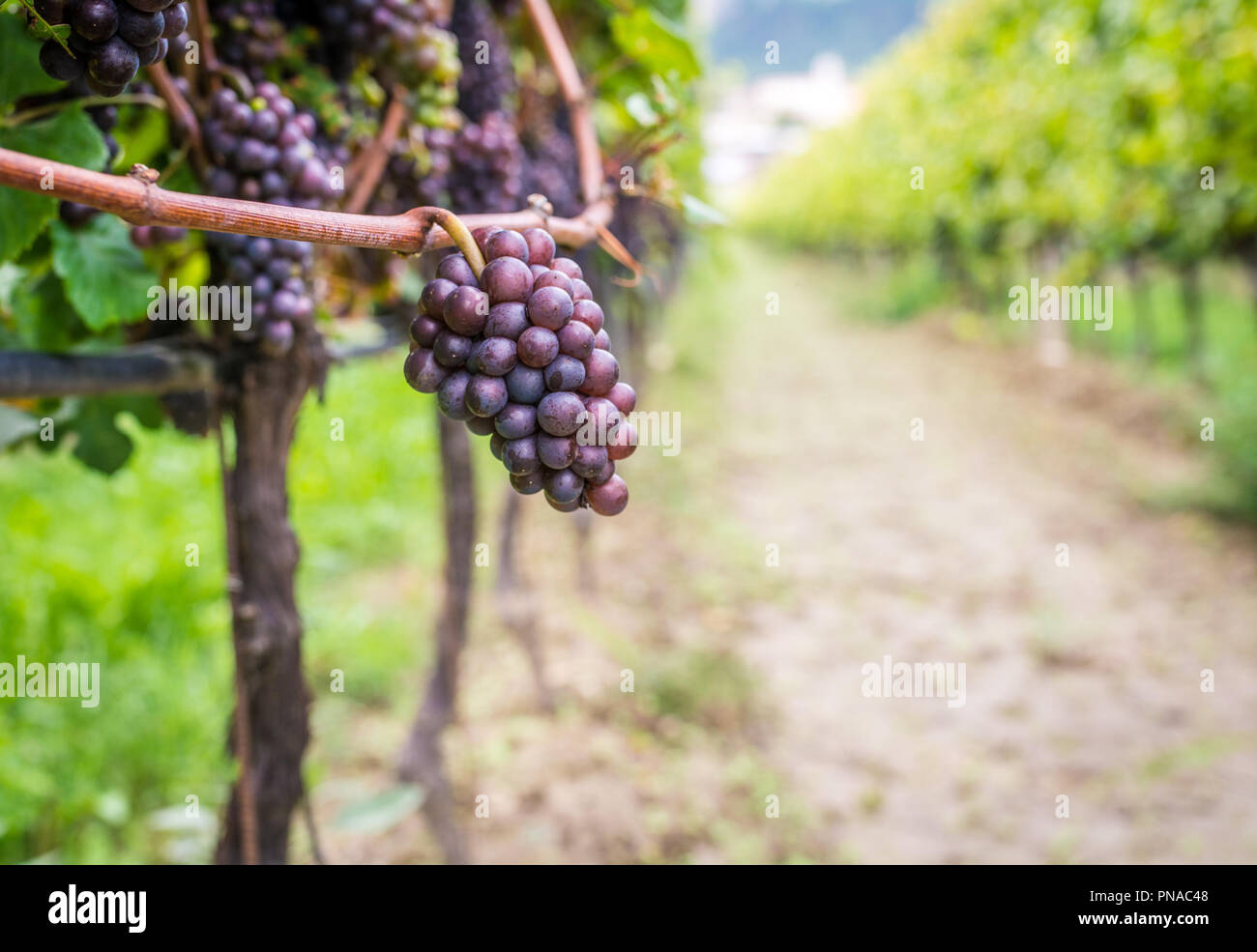 Cordon system grape vine hi-res stock photography and images - Alamy