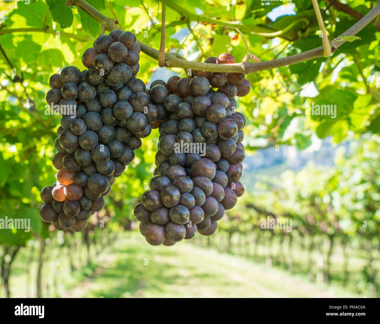 Cordon system grape vine hi-res stock photography and images - Alamy