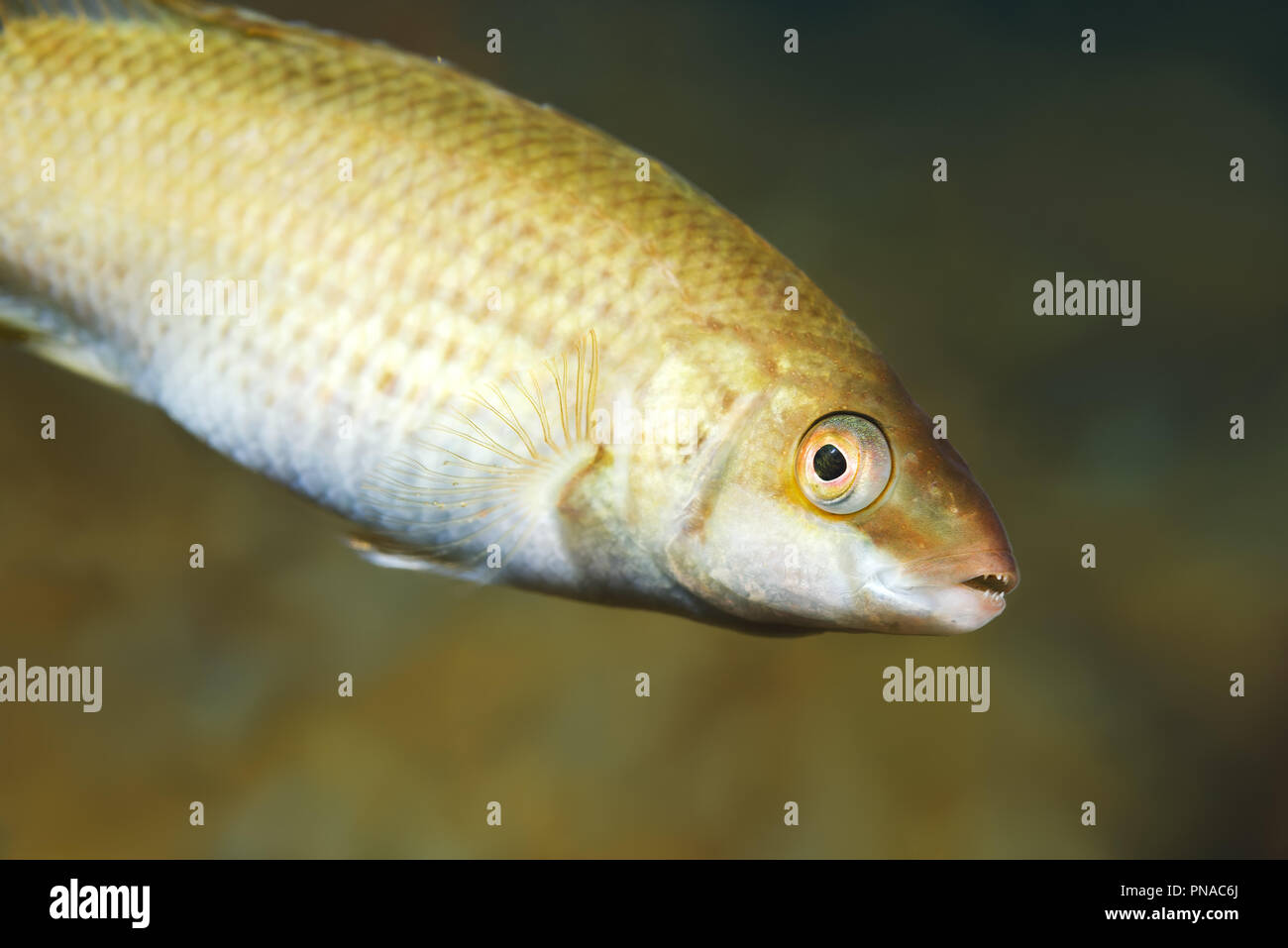 Goldsinny wrasse hi-res stock photography and images - Alamy
